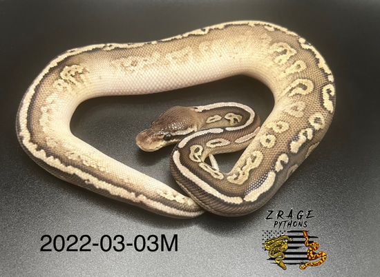 Pastel Cinnamon Mojave Calico Ball Python by Z Rage Pythons