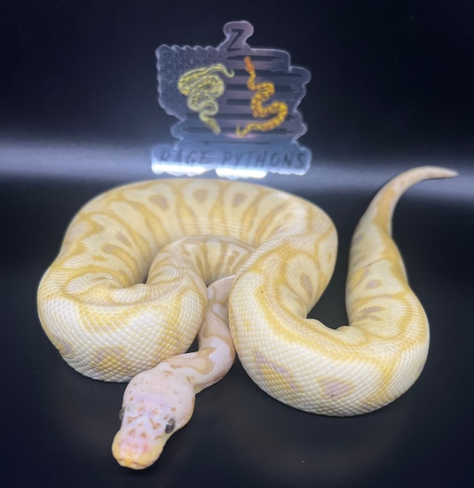 Pastel Spotnose Banana Clown Ball Python by Z Rage Pythons