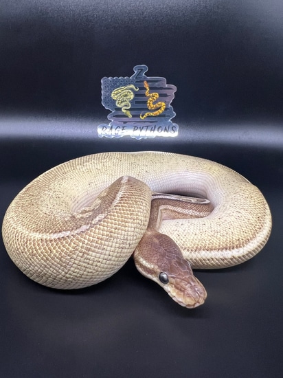 Pastel Cinnamon Mojave Leopard Calico Ball Python by Z Rage Pythons