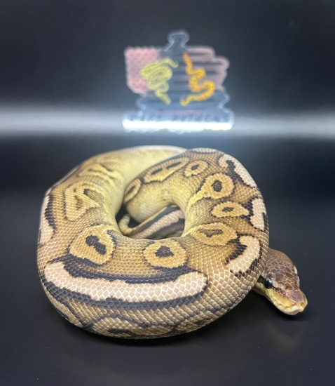 Pastel Cinnamon Mojave Poss Calico Ball Python by Z Rage Pythons