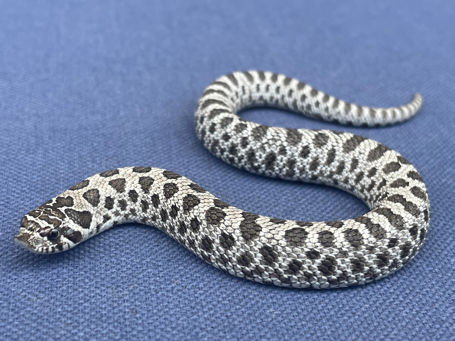 Arctic Axanthic 100% Het Snow Western Hognose by Miracle Reptile ...