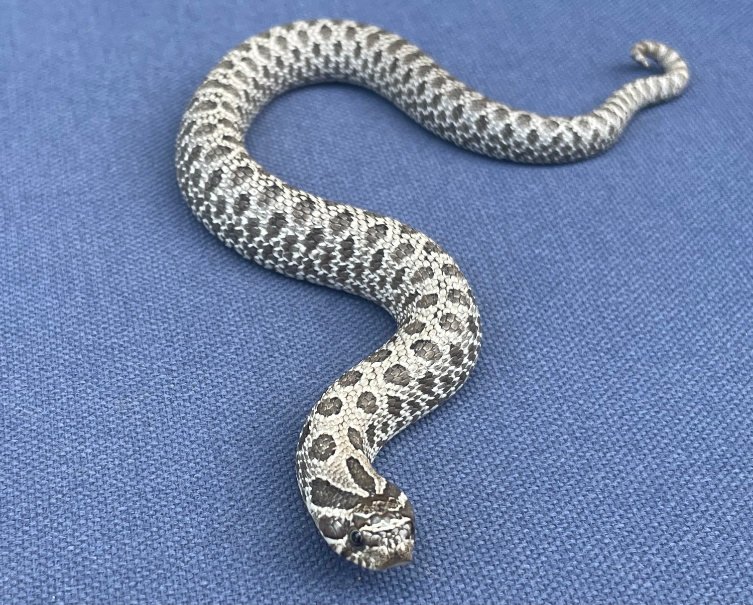 Arctic Het Axanthic 66% Het Snow 50% Het Sable Western Hognose by ...