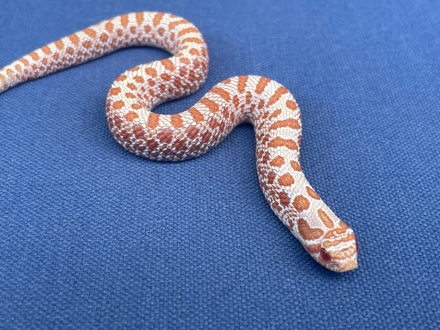 Arctic Albino 66% Het Snow Western Hognose by Miracle Reptile - MorphMarket