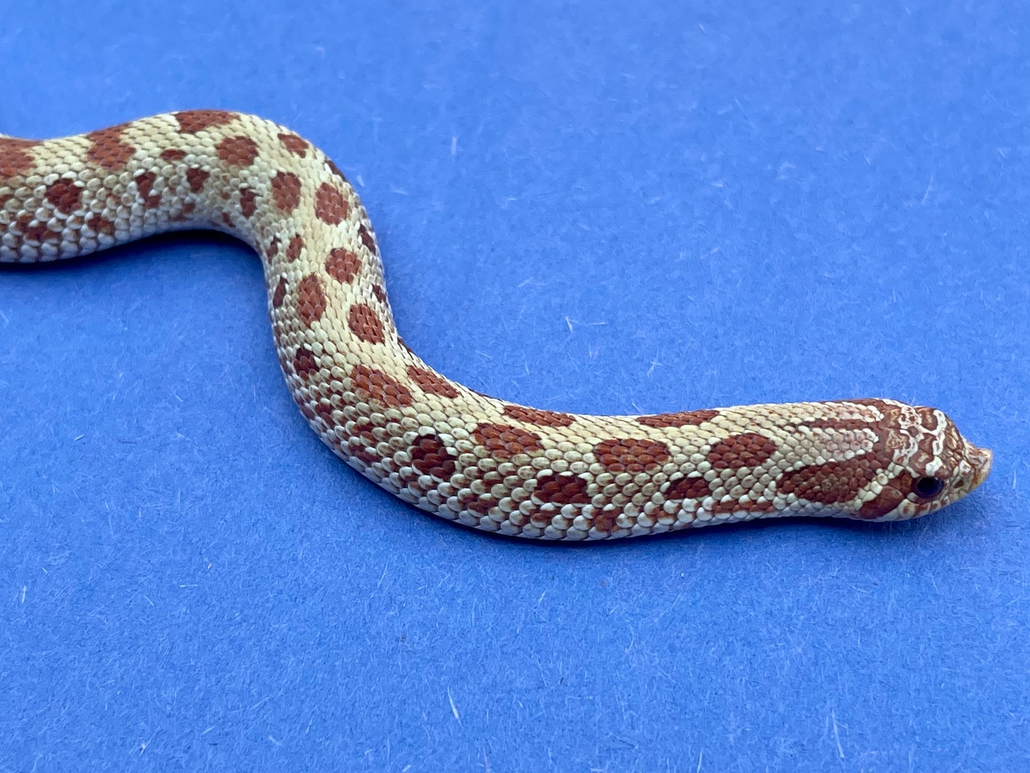 Toffeeconda 50% Het Axanthic Western Hognose by Miracle Reptile ...