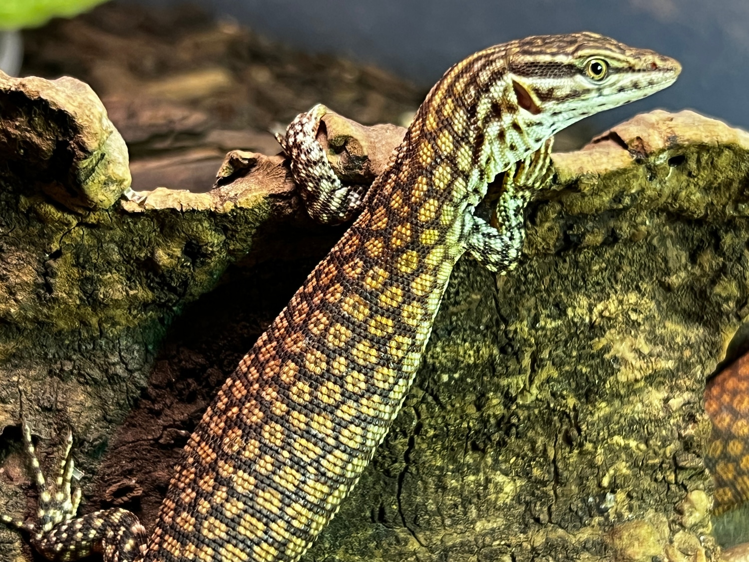 Red Ackie Monitor Hatchlings Sale Spiny-Tailed Monitor by Miracle ...
