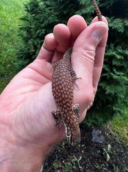 Red Ackie Monitor Hatchlings Sale by Miracle Reptile