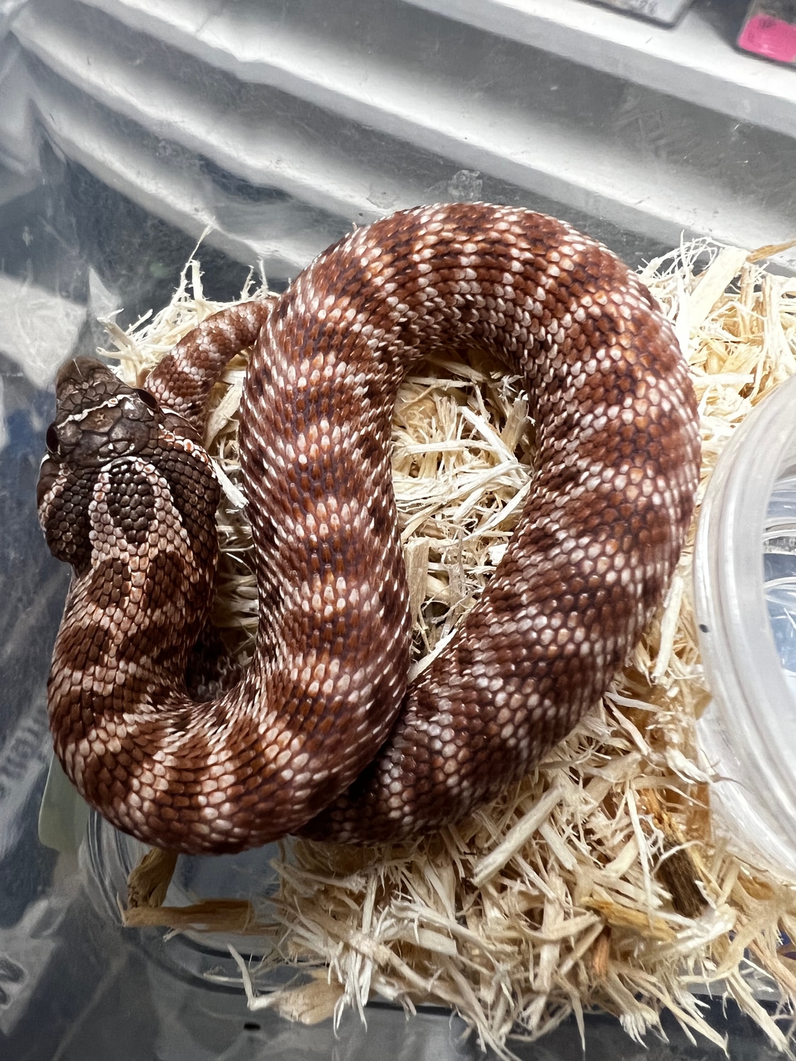 "Red" Lavender Het Coral Female Western Hognose by Miracle Reptile ...