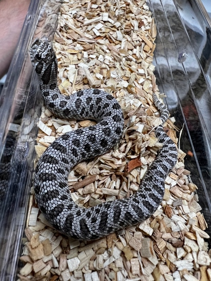 Arctic Axanthic 50% Het Albino Male Western Hognose by Miracle Reptile