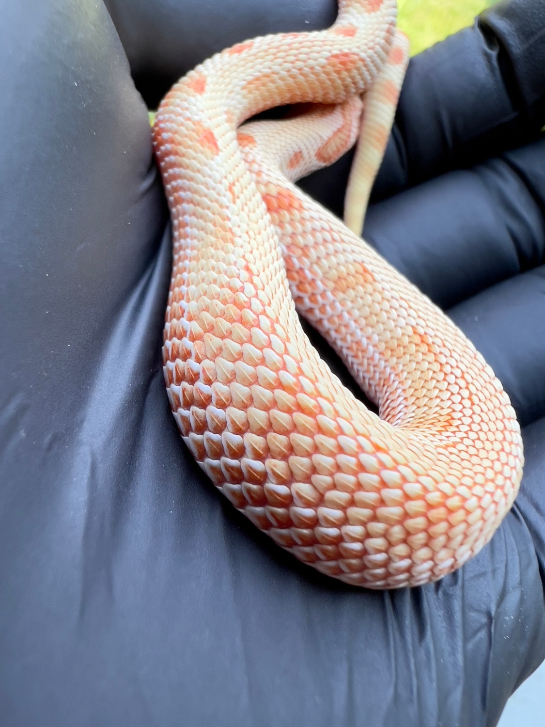 Arctic Albino Anaconda 50% Het Stormcloud Western Hognose by Miracle ...