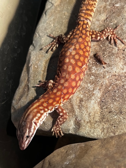 Red Ackie Monitor by Miracle Reptile