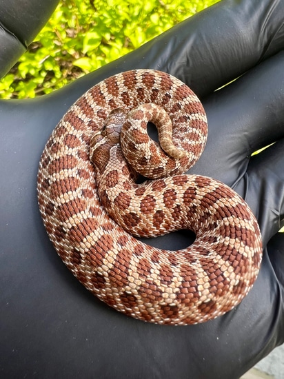 Red Phase DH Mercury Female Western Hognose by Miracle Reptile
