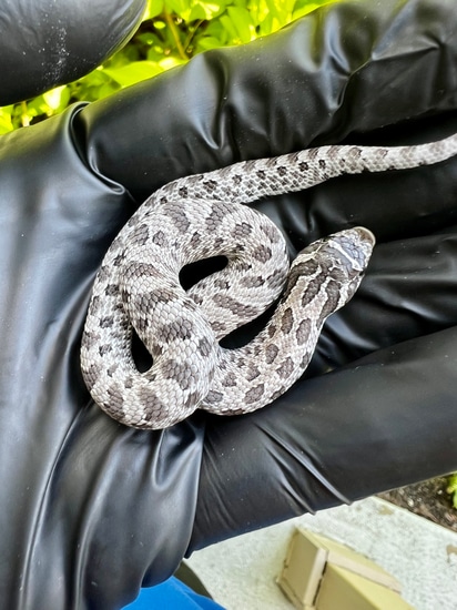 Arctic Axanthic Het Albino Western Hognose by Miracle Reptile