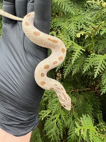 Arctic Conda Het Albino 50% Het Axanthic Western Hognose by Miracle Reptile