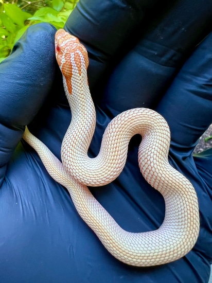 Purple Line Albino SuperConda Het Snow Western Hognose by Miracle Reptile