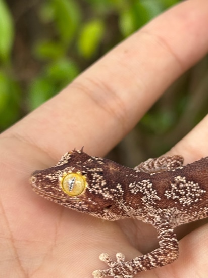 RTB Northern Spiny Tailed Gecko (Strophurus Ciliaris) More Gecko by The ...