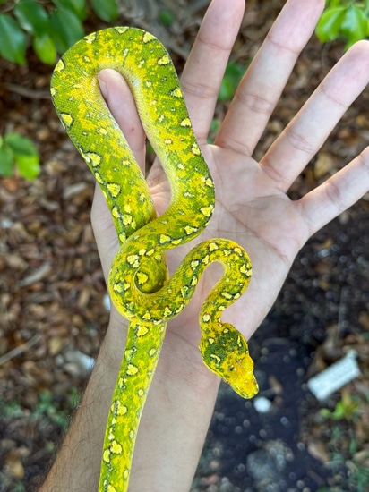 CB Biak Green Tree Python by The Lizard Wizard