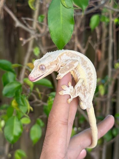 Lilly White Crested Gecko by The Lizard Wizard