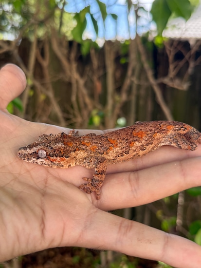 Orange Reticulated Gargoyle Gecko by The Lizard Wizard