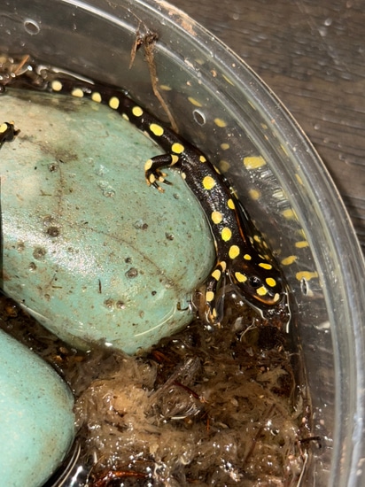Lake Urmia Spotted Newts Salamander by The Lizard Wizard