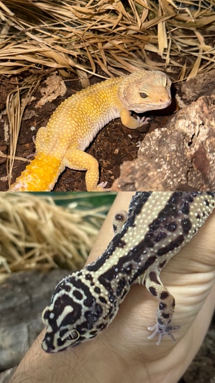 1.1 Pair Of Leopard Geckos by The Lizard Wizard