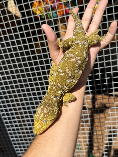 Giant Leachianus Gecko by The Lizard Wizard