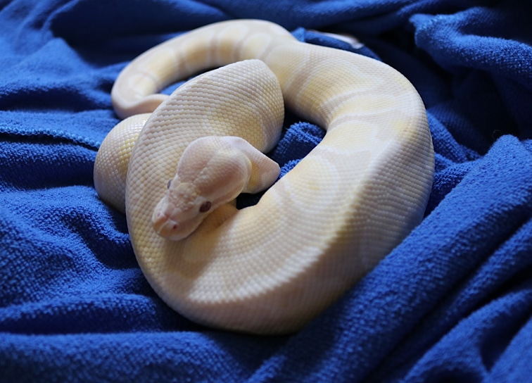 Lavender Snow Male Ball Python by 8-Bit Pythons - MorphMarket