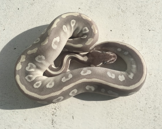 Mystic Potion Ball Python by 8-Bit Pythons