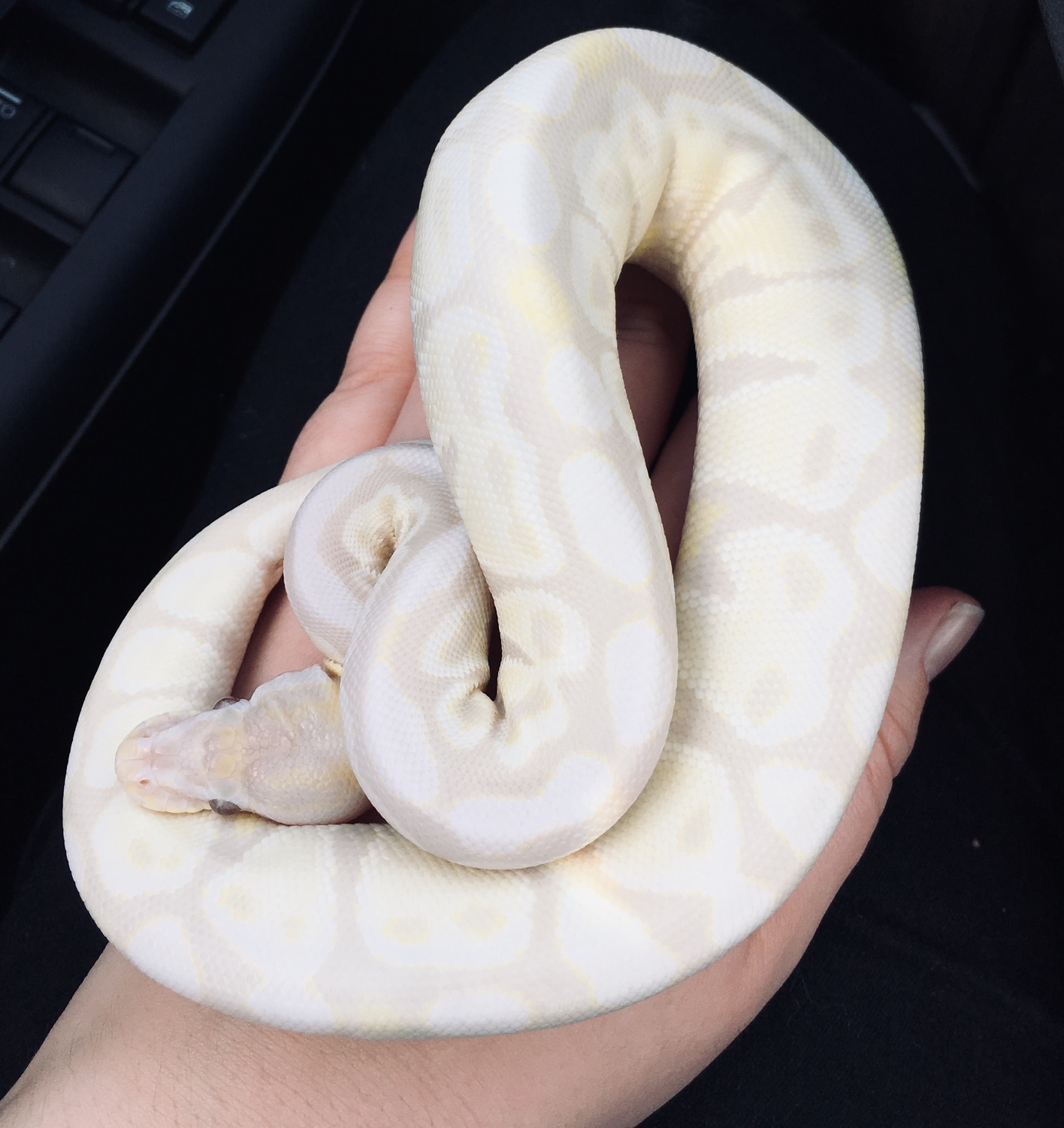 Lavender Snow Ball Python by 8-Bit Pythons - MorphMarket