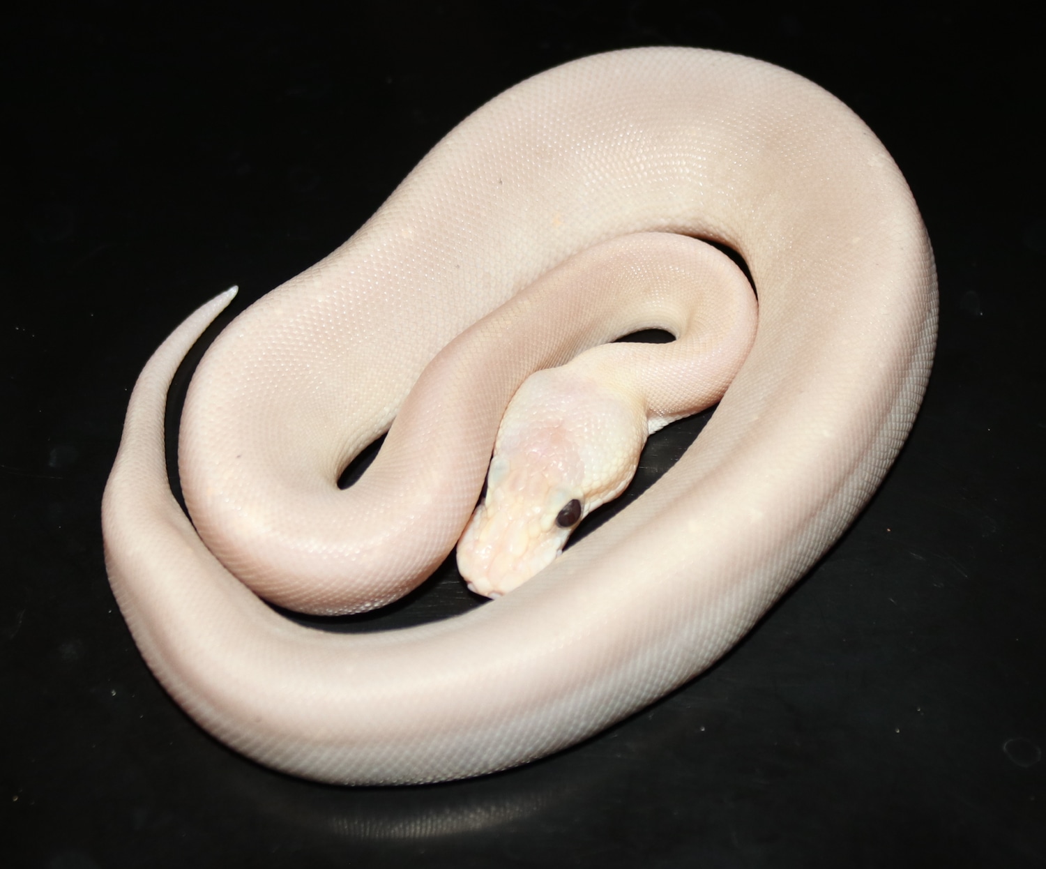 Silver Bullet Banana Ball Python by 8-Bit Pythons - MorphMarket