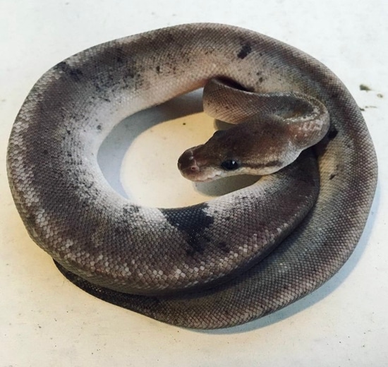 Silver Bullet Ball Python by 8-Bit Pythons