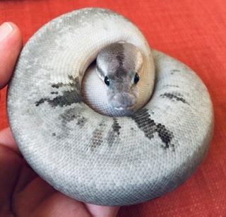 Super Pewter Urban Camo Ball Python by 8-Bit Pythons - MorphMarket