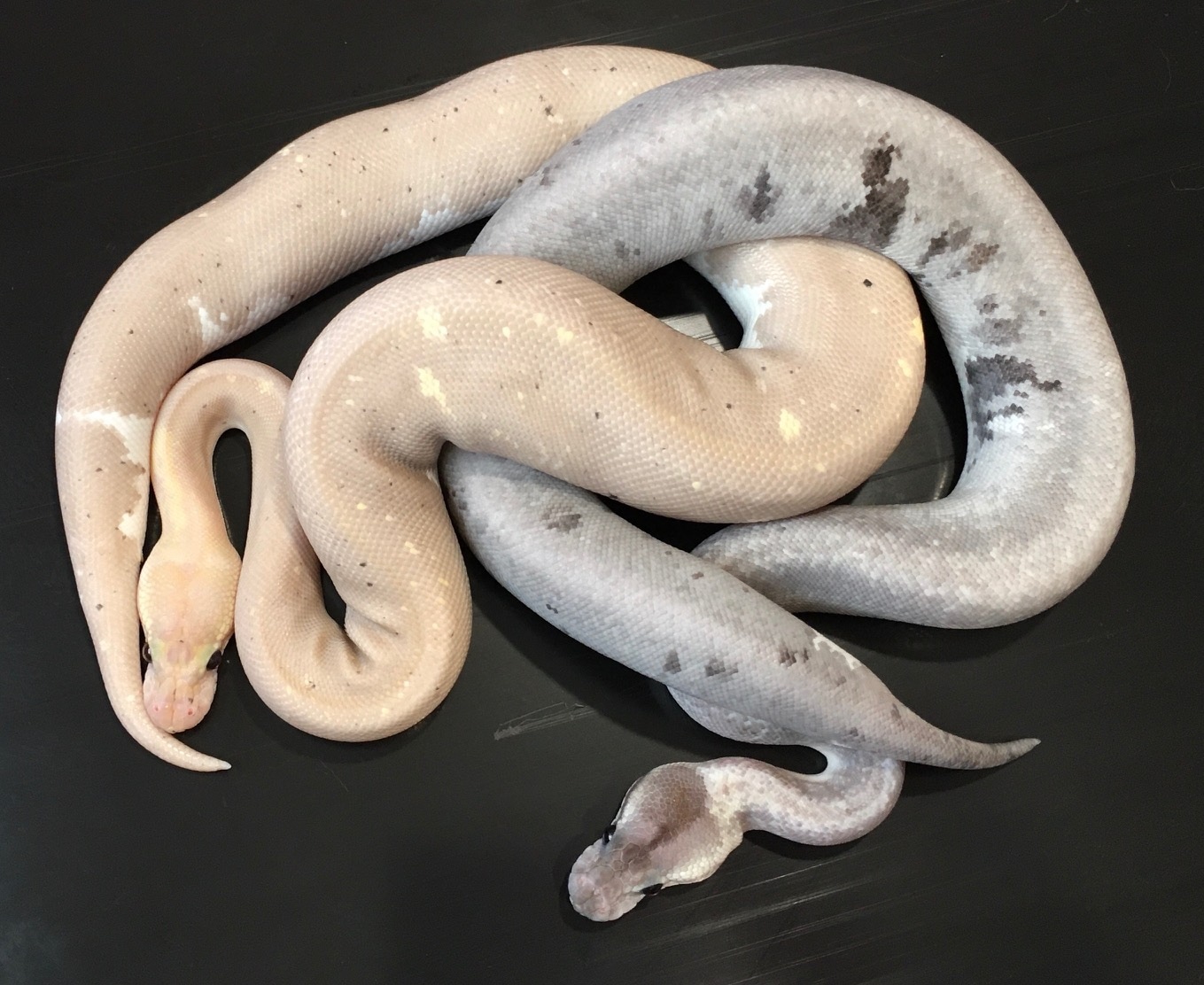 Silver Bullet Banana Urban Camo Ball Python by 8-Bit Pythons - MorphMarket