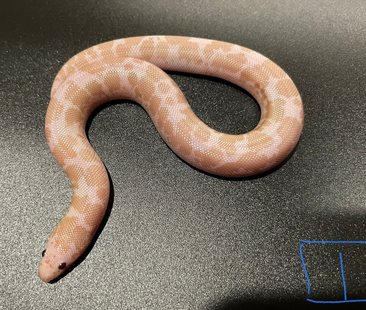 Snow Het Paint Kenyan Sand Boa by 8-Bit Pythons - MorphMarket