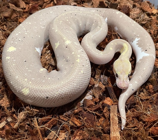 Silver Bullet Banana Urban Camo Ball Python by 8-Bit Pythons