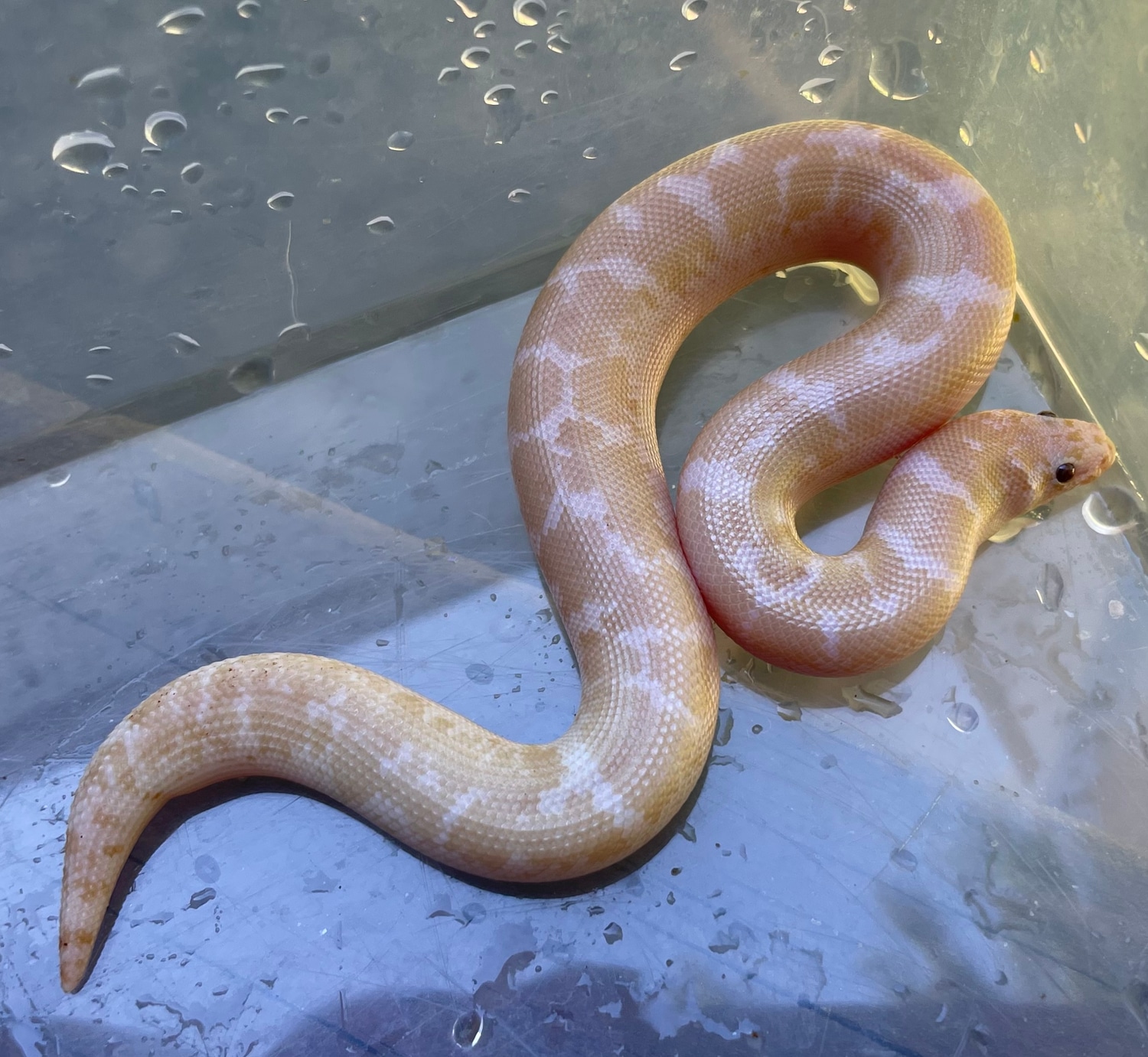 Snow Het Paint Kenyan Sand Boa by 8-Bit Pythons - MorphMarket