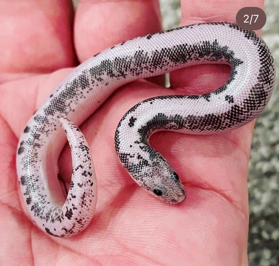 Reduced Pattern Anery Paint Het Albino Kenyan Sand Boa by 8-Bit Pythons
