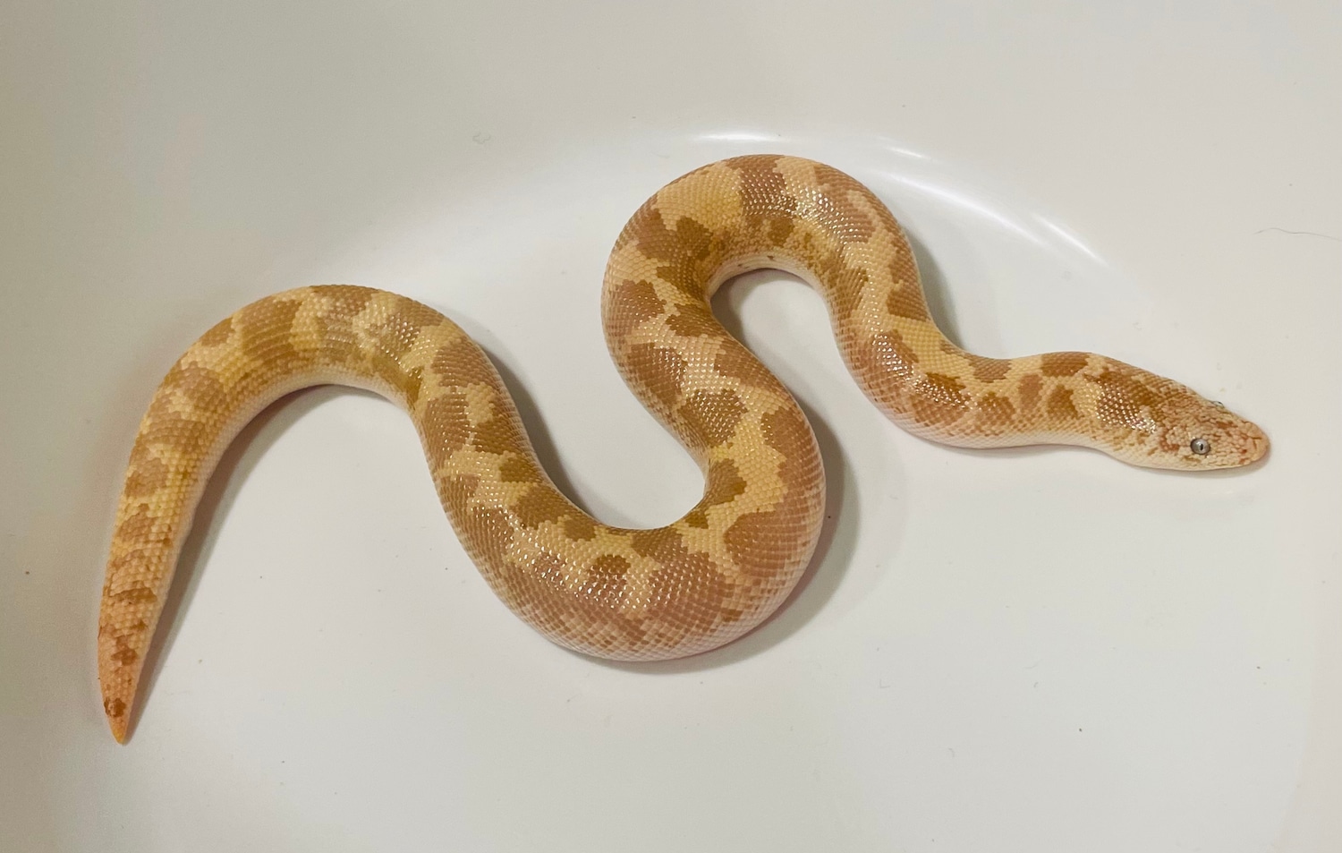 Albino Double Het Anery Paint Kenyan Sand Boa by 8-Bit Pythons ...