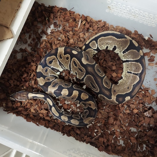 Xtreme Gene Proven Breeder Ball Python by Kisiel Brothers Royals