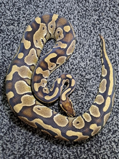 Special Fire Het Pied Ball Python by NA-Balls