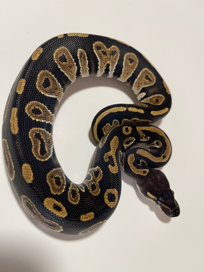 Blackhead Het Lavender Albino And Piebald Ball Python by Naga Den Reptiles