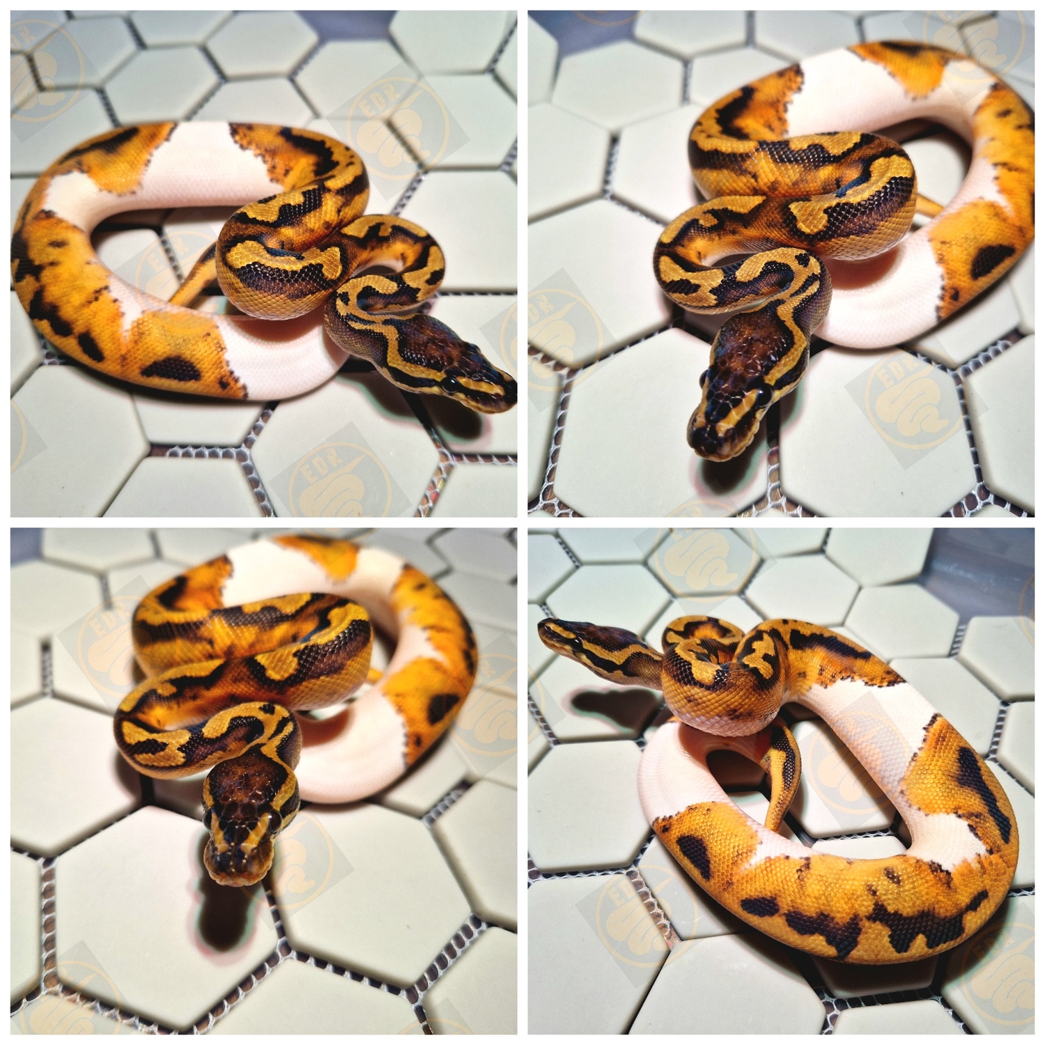 Pied Het Lavender Ball Python by Elite Designer Reptiles - MorphMarket