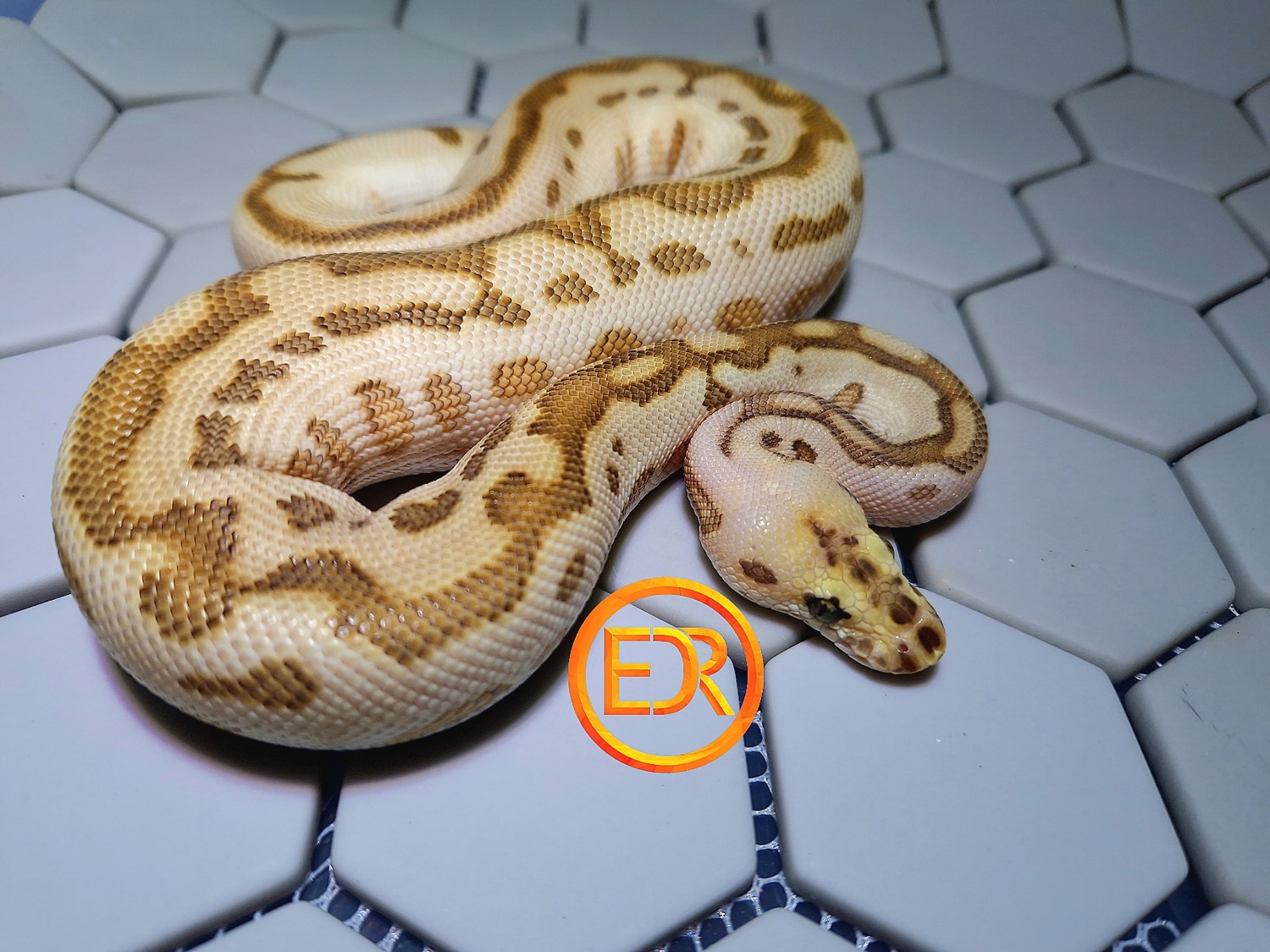 Lesser Batman Ball Python by Elite Designer Reptiles - MorphMarket