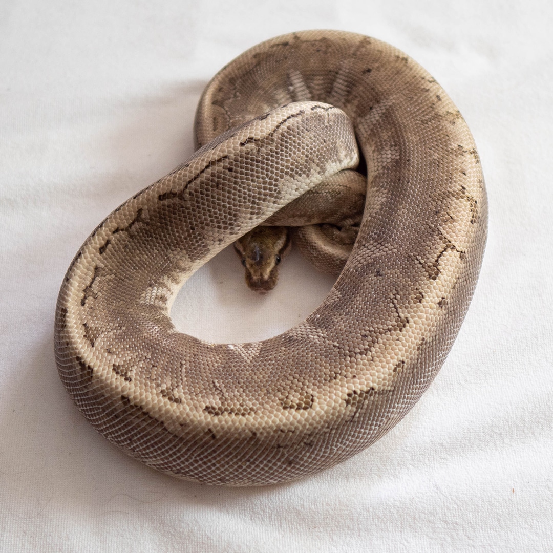 Bamboo Pinstripe Ball Python by Nagini Pythons - MorphMarket
