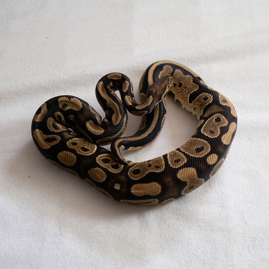 Het Sunset Ball Python by Nagini Pythons