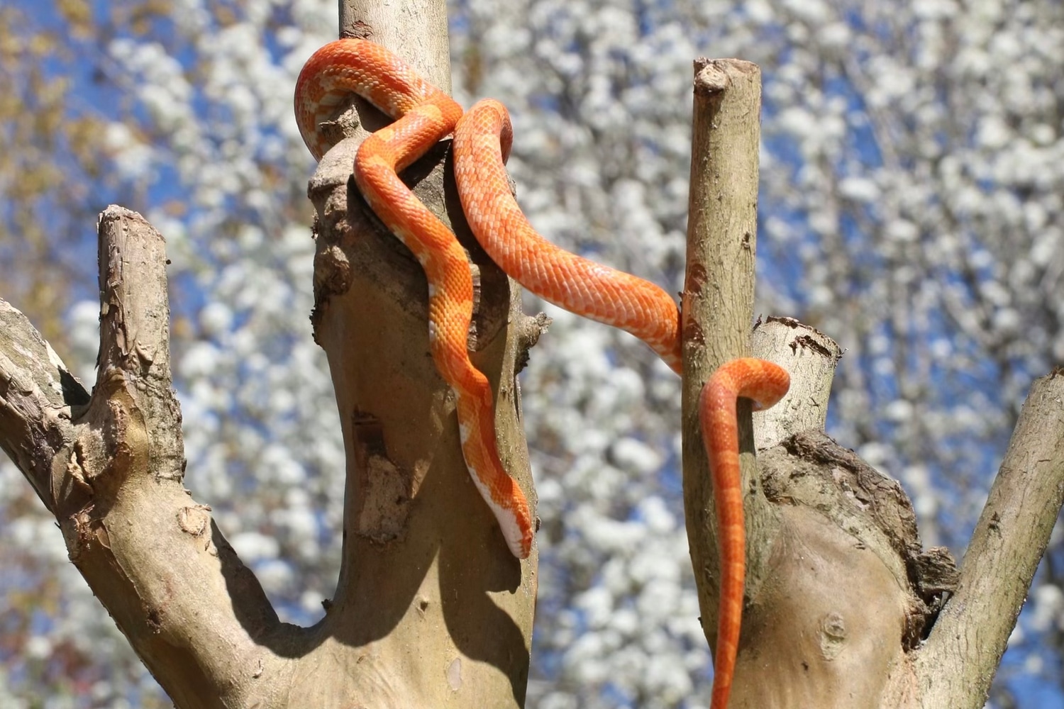 Amelanistic Corn Snake by Nate G Colubrids & More - MorphMarket