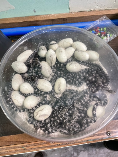 Horry County SC Greenish Rat Snakes Eastern Rat Snake by Nate G ...