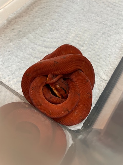 CBB Red Amazon Tree Boa by Nate G. Colubrids & More