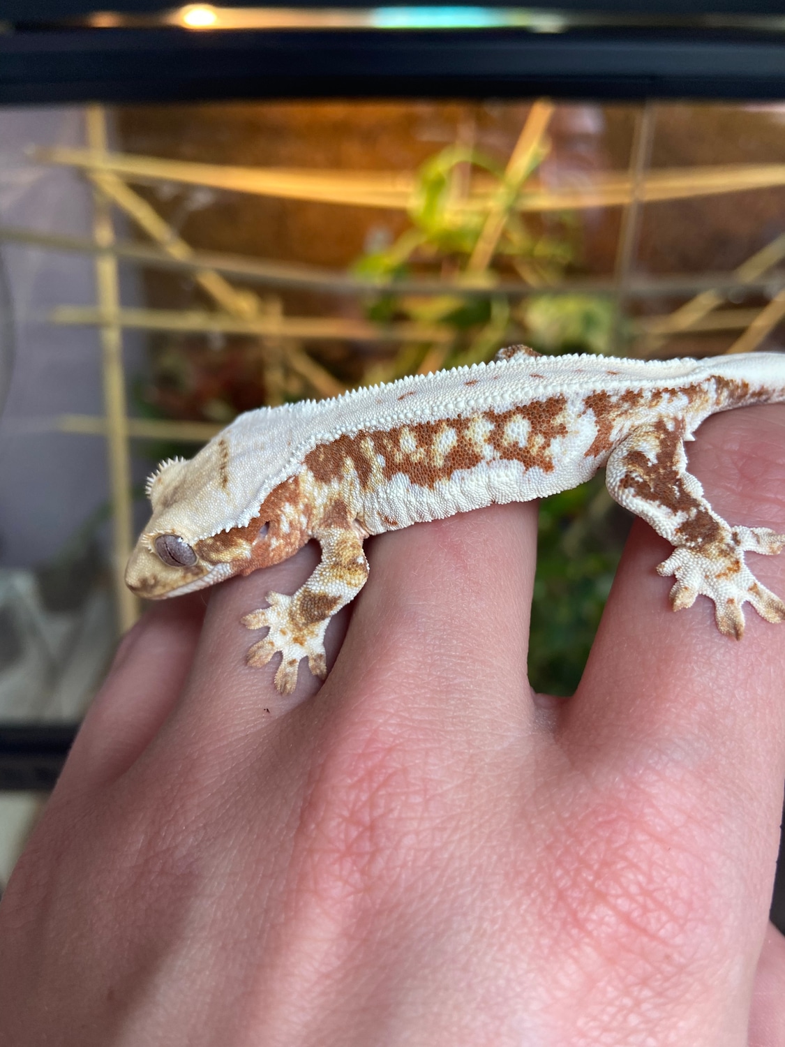 Red Lilly White Crested Gecko by Naira Geckos - MorphMarket