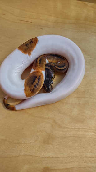 Mahogany Pied Ball Python by Nakatosh Constriction