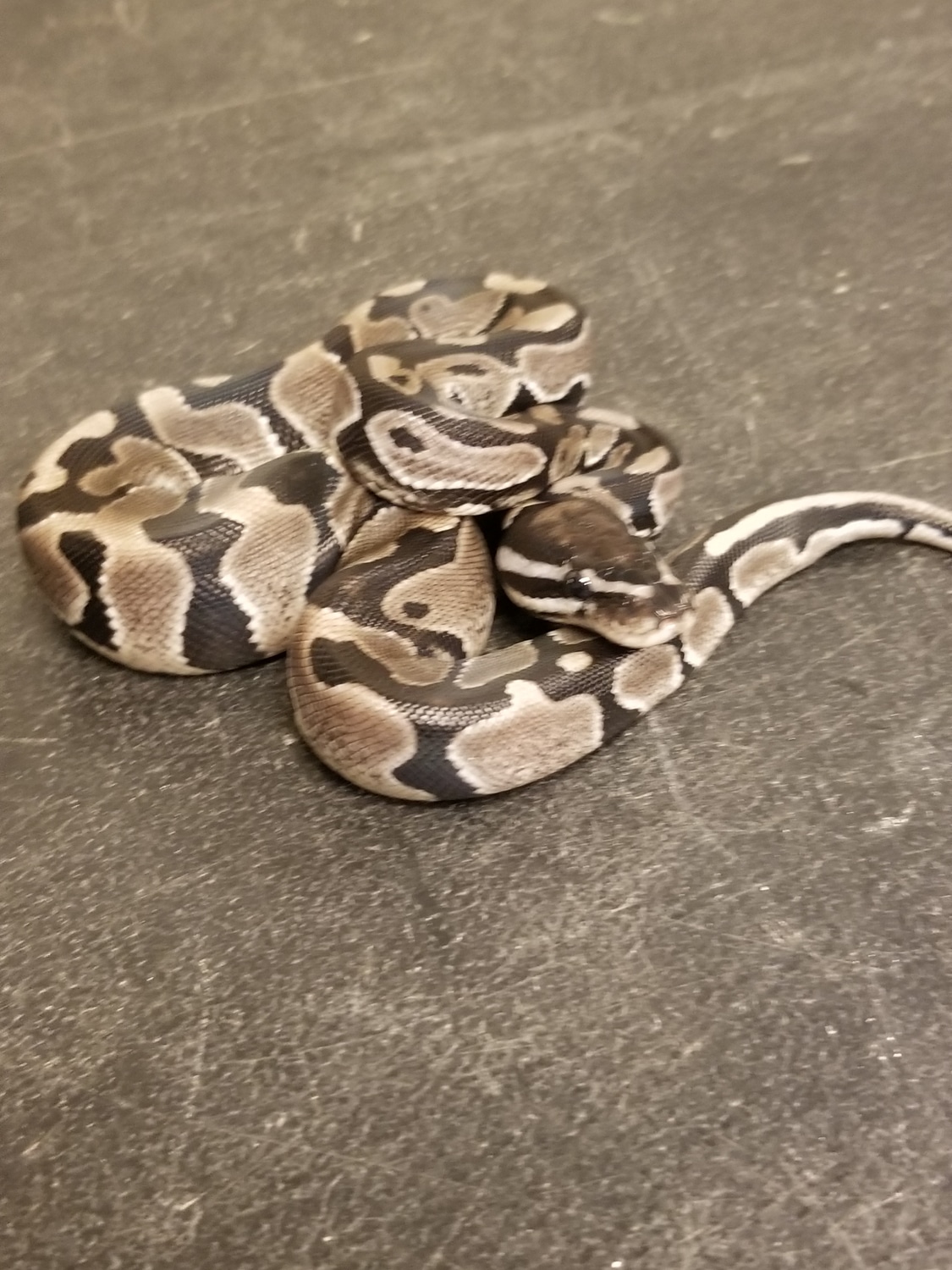 Black Axanthic Het Hypo Ball Python by Monster Balls - MorphMarket